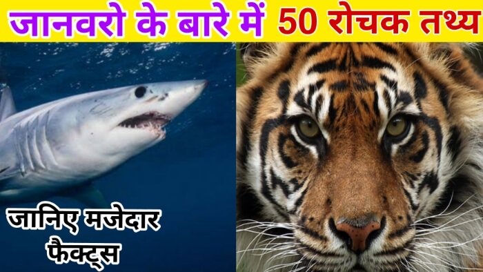 50 50 Amazing Facts About Animals In Hindi 50 50 Amazing Facts About Animals In Hindi
